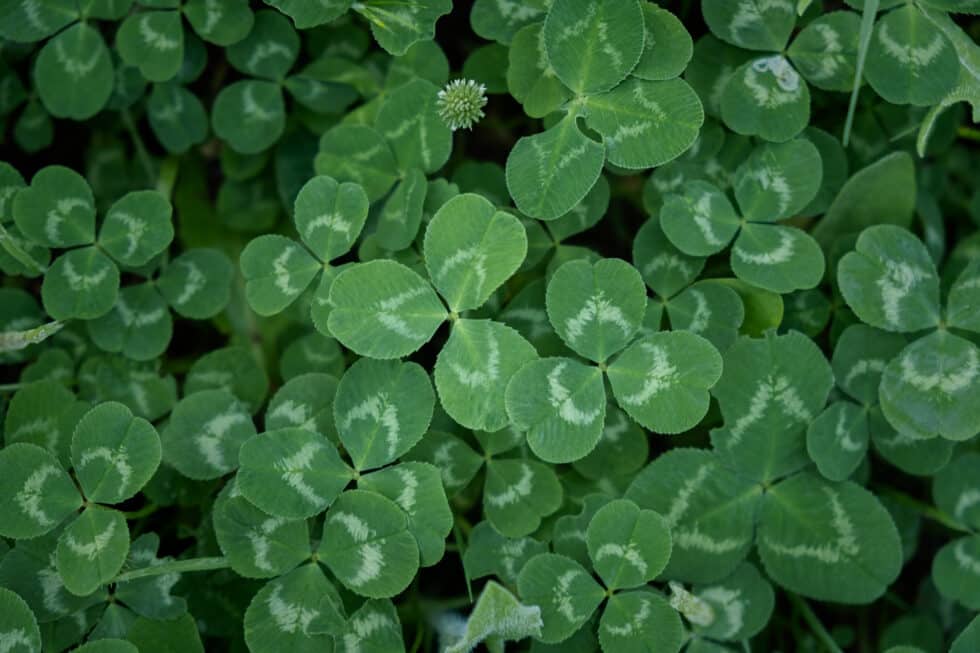 How to Grow a Clover Lawn - GrassMats